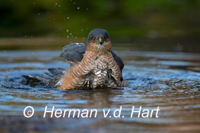 Natuur in en rond Zalk - Het dorp Zalk